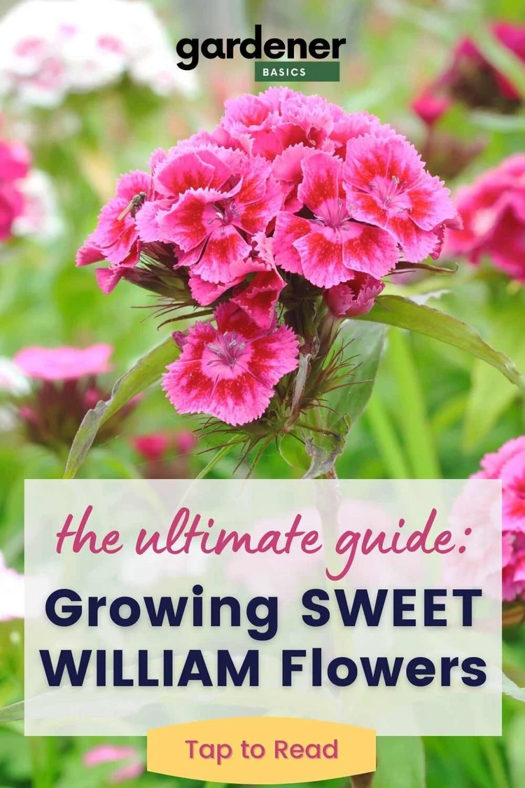 Sweet William Flowers: A Simple Guide on Growing and Caring for Them