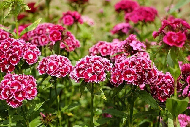 Sweet William Flowers: A Simple Guide on Growing and Caring for Them
