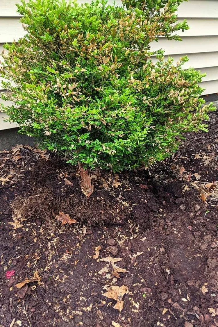 Top Tips on Transplanting Boxwoods Successfully