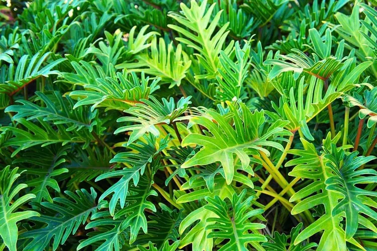 The Complete Guide to Caring for Your Split Leaf Philodendron