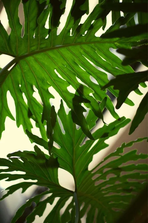 The Complete Guide to Caring for Your Split Leaf Philodendron