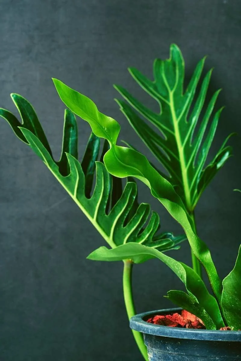 The Complete Guide to Caring for Your Split Leaf Philodendron