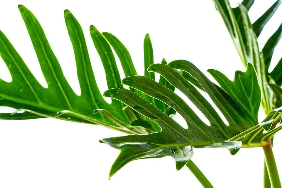 The Complete Guide to Caring for Your Split Leaf Philodendron