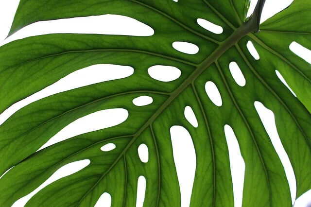 The Complete Guide to Caring for Your Split Leaf Philodendron
