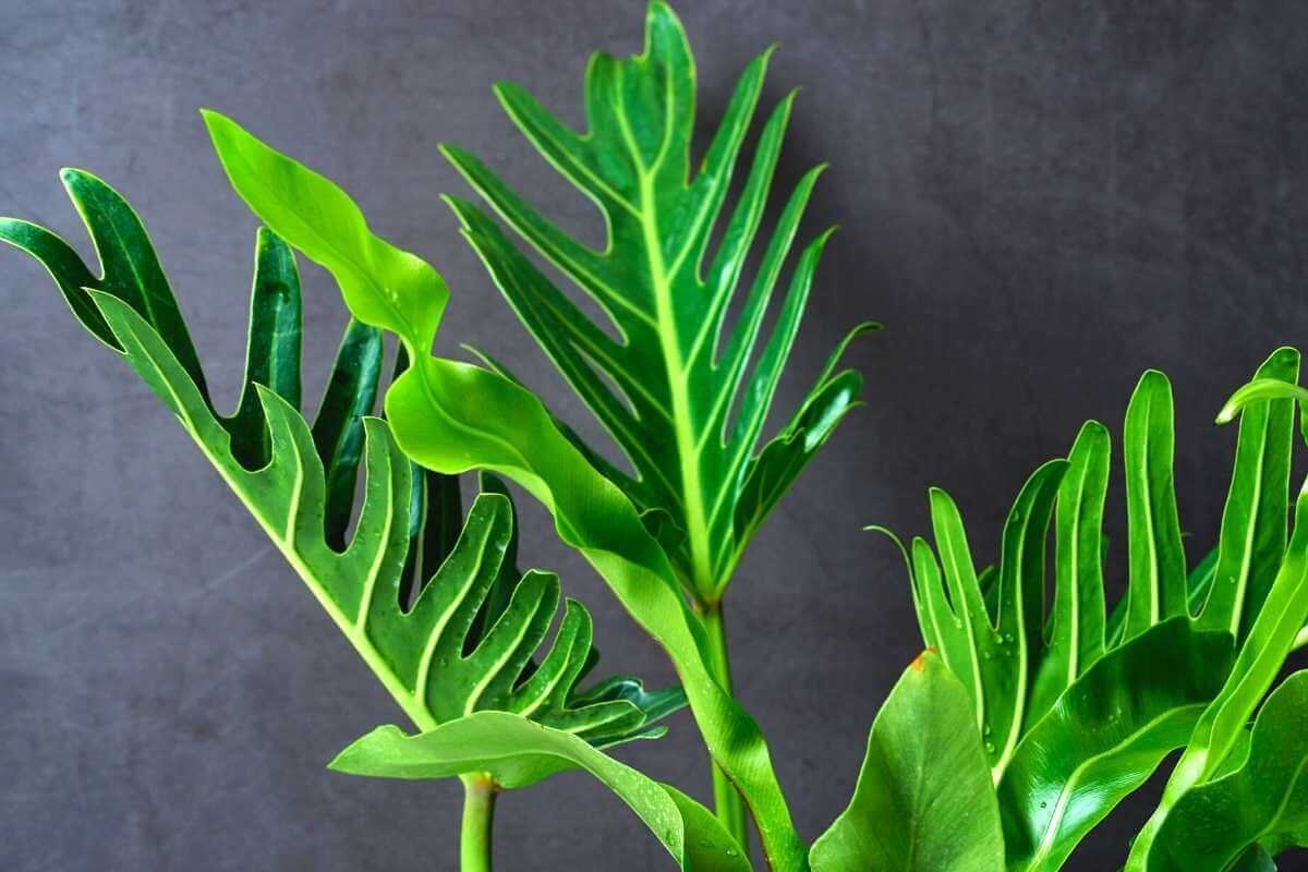 The Complete Guide to Caring for Your Split Leaf Philodendron