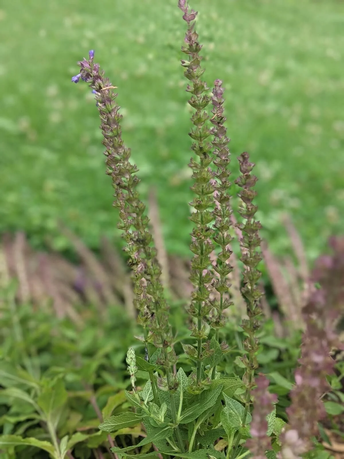 How to Deadhead Salvias: The Step by Step Guide