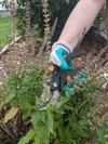How to Deadhead Salvias: The Step by Step Guide