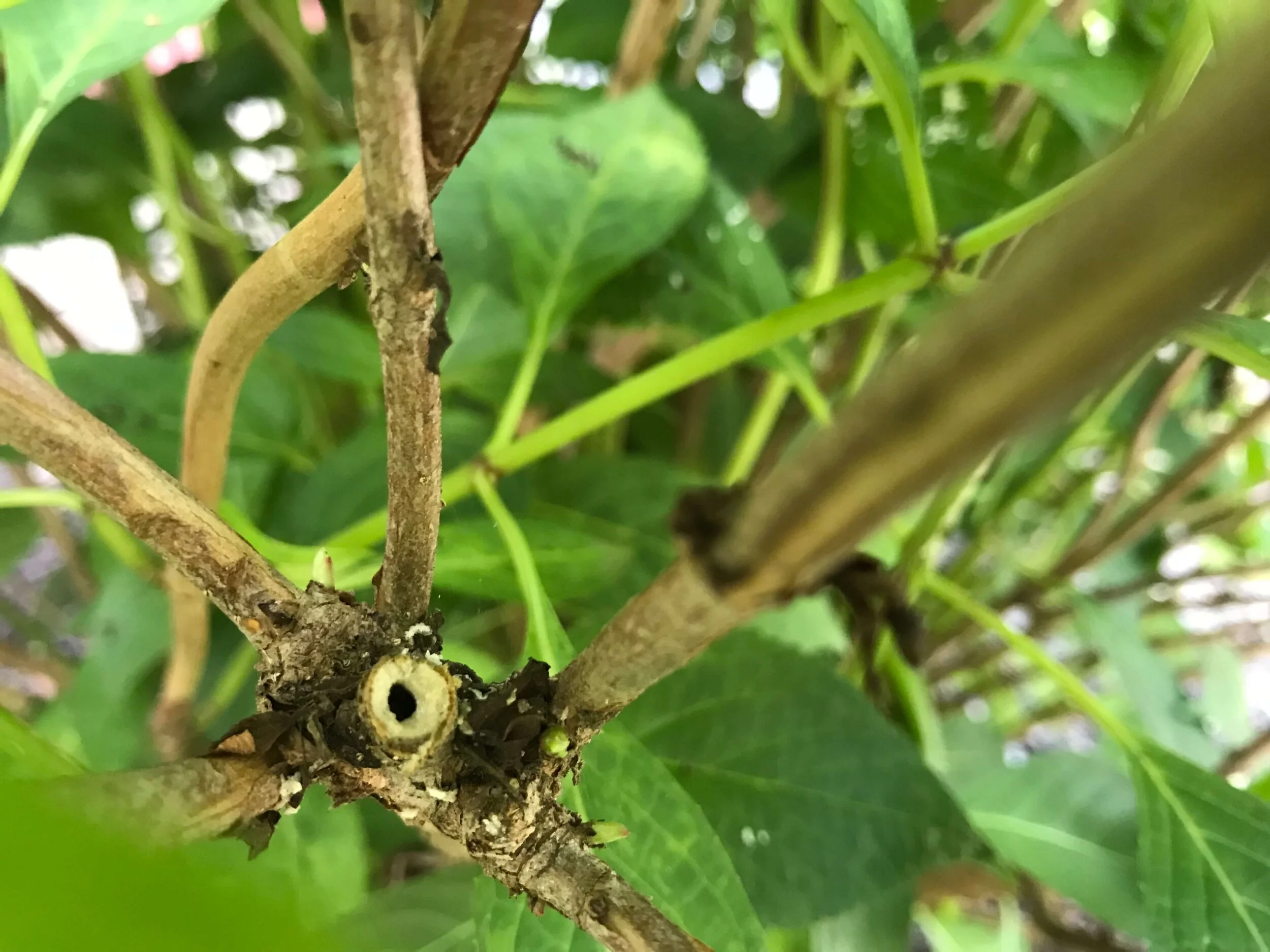 Hydrangea Cane Borer: A Harmful Invader; How to Treat it