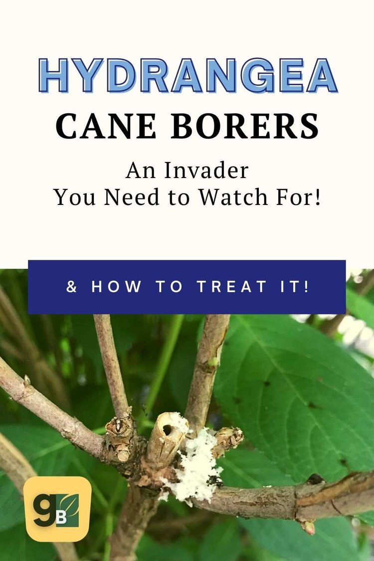 Hydrangea Cane Borer: A Harmful Invader; How to Treat it