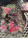 Growing Painted Leaf Begonias (Begonia Rex) Like a Pro