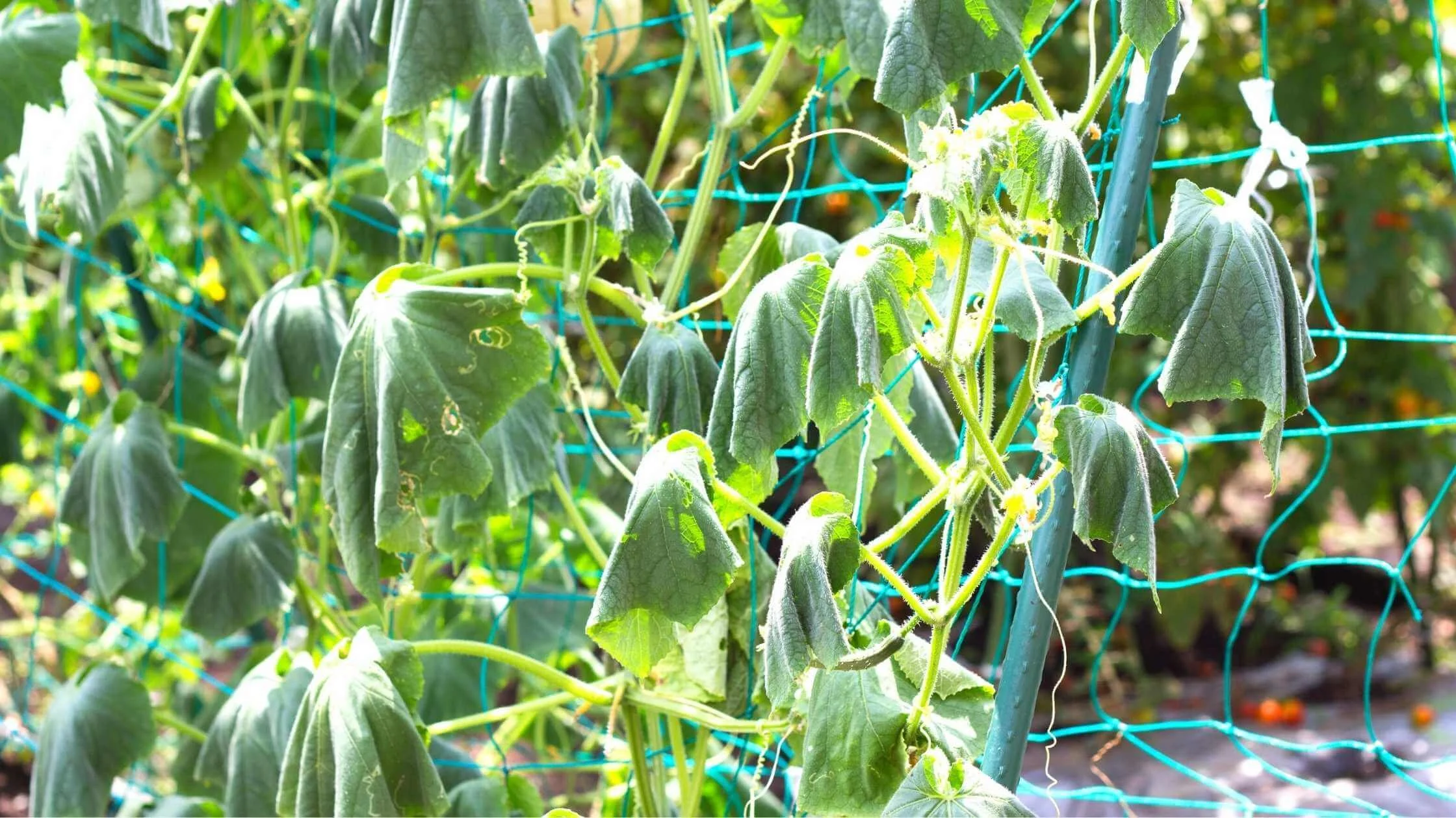 Overwatered Cucumber Plants: What to Do When You Water Too Much