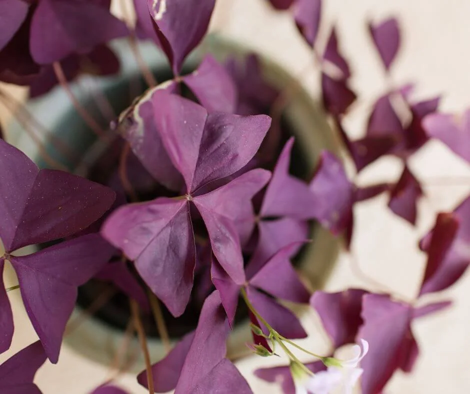The Best Indoor Purple Plants: How to Care for Them — Gardening, Herbs ...