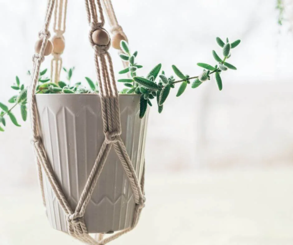 Pots of Laughs: The Best Ceramic Plant Pots with a Sense of Humor