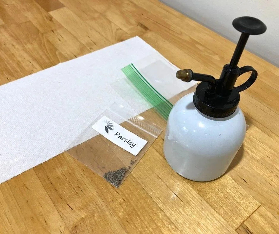 Cultivate Success: The Ultimate Guide to Growing Parsley Indoors