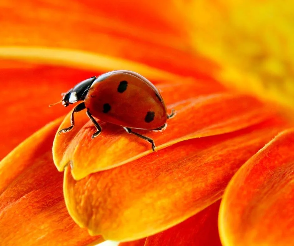 Top Plants to Naturally Attract Ladybugs — Gardening, Herbs, Plants ...
