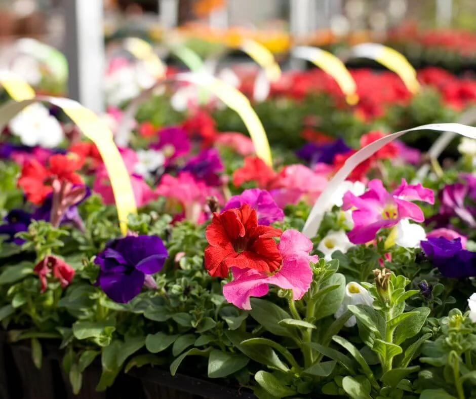 How I Learned the Secret to Fuller Petunias: Pinching Back! — Gardening ...