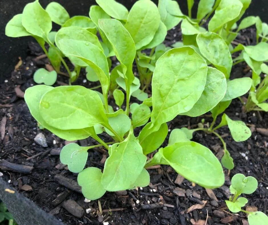 How to Grow Arugula from Seed: A Quick and Easy Win for Beginner Gardeners