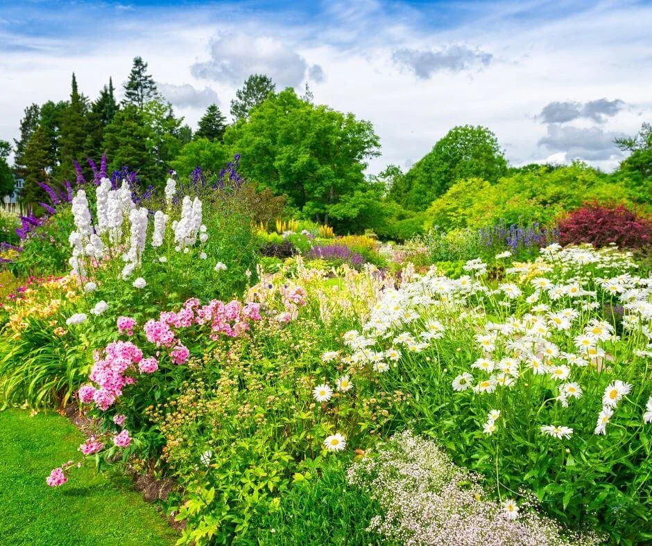 Full Sun Flower Bed Ideas for Beginners