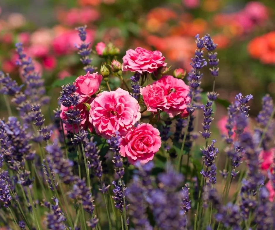 How to Deadhead Salvias: The Step by Step Guide