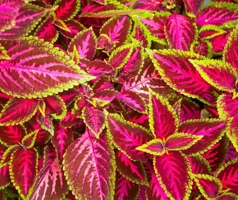 shade-garden — Blog