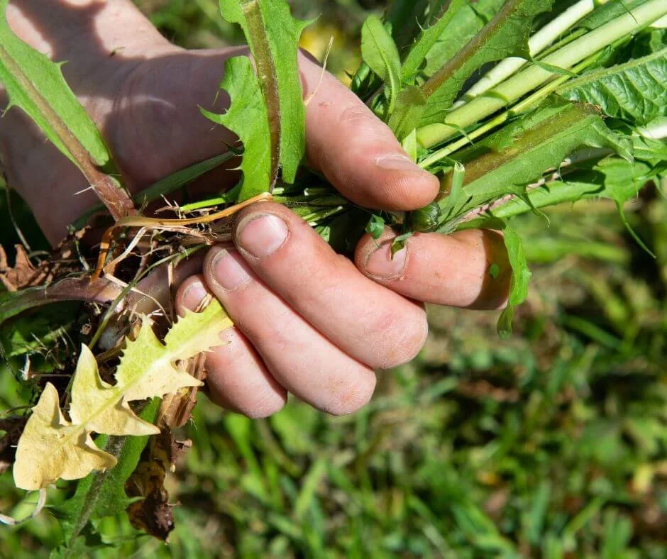 Safer, Smarter Gardening: What to Use Instead of Roundup