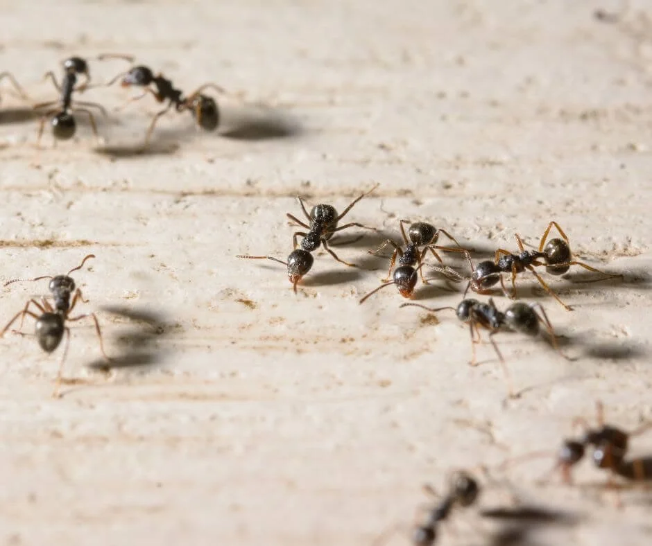 How to Get Rid of Ants Fast—and Keep Them from Coming Back