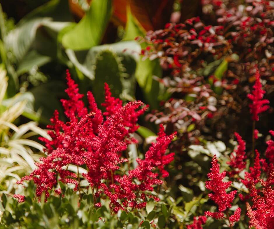 Hostas Landscaping: The Easiest Way to Create a Stunning Shade Garden