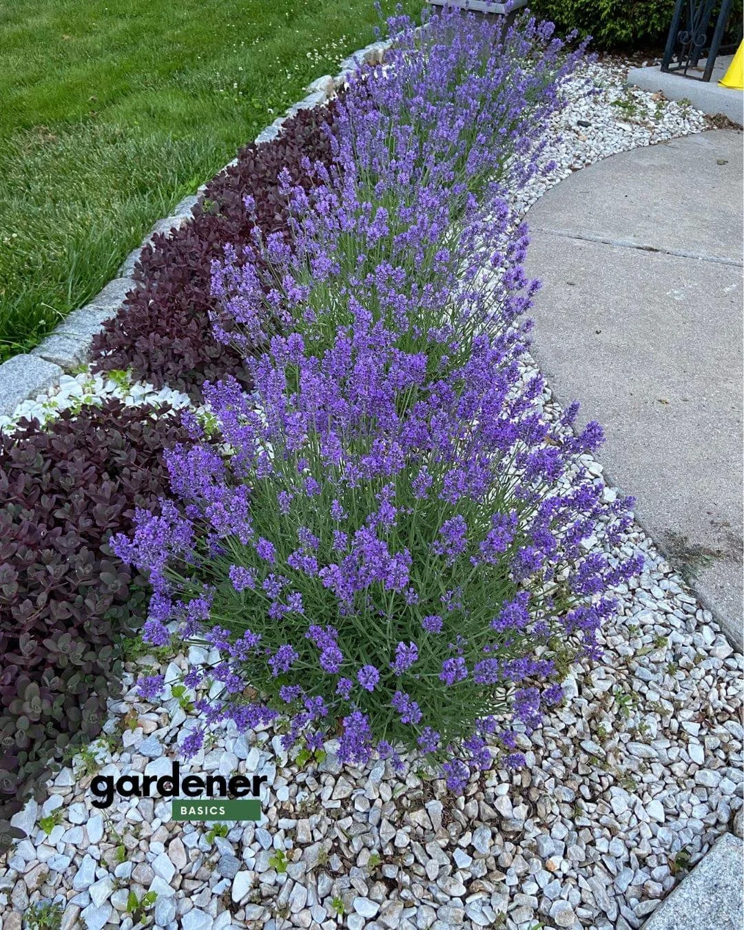 How to Plant a Lavender Hedge: A Step-by-Step Guide