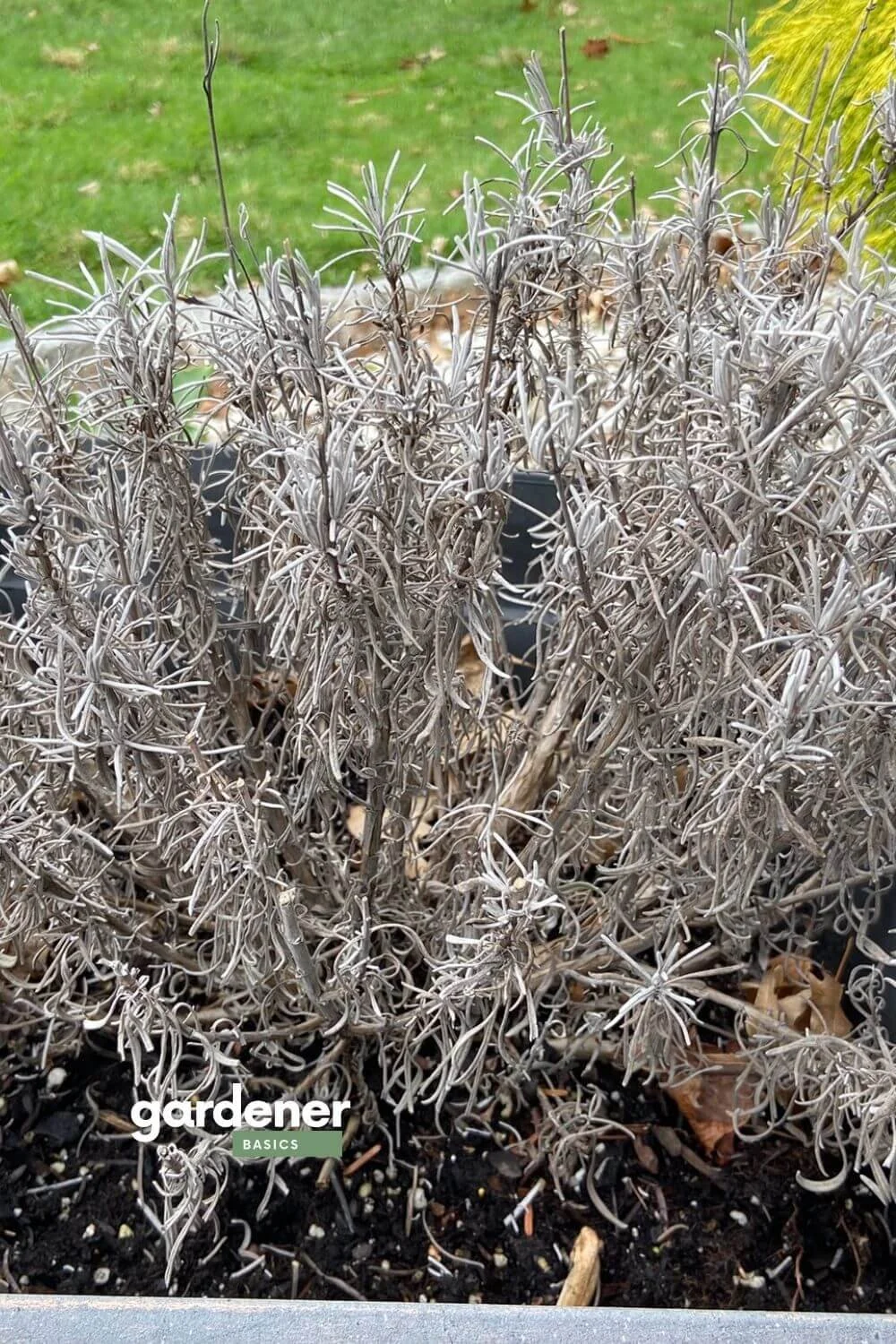 Is My Lavender Dead? How to Tell if It’s Dormant or Gone for Good