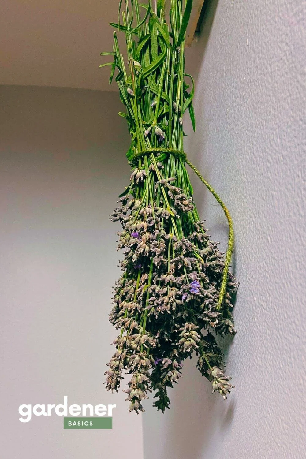 Types of Lavender: A Comparison Guide for the Perfect Choice
