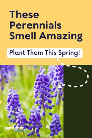 11 Perennials with Fragrant Spring Flowers You'll Love in Your Garden