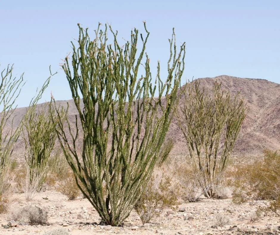 12 Tall Succulents to Instantly Elevate Your Garden or Home into a ...