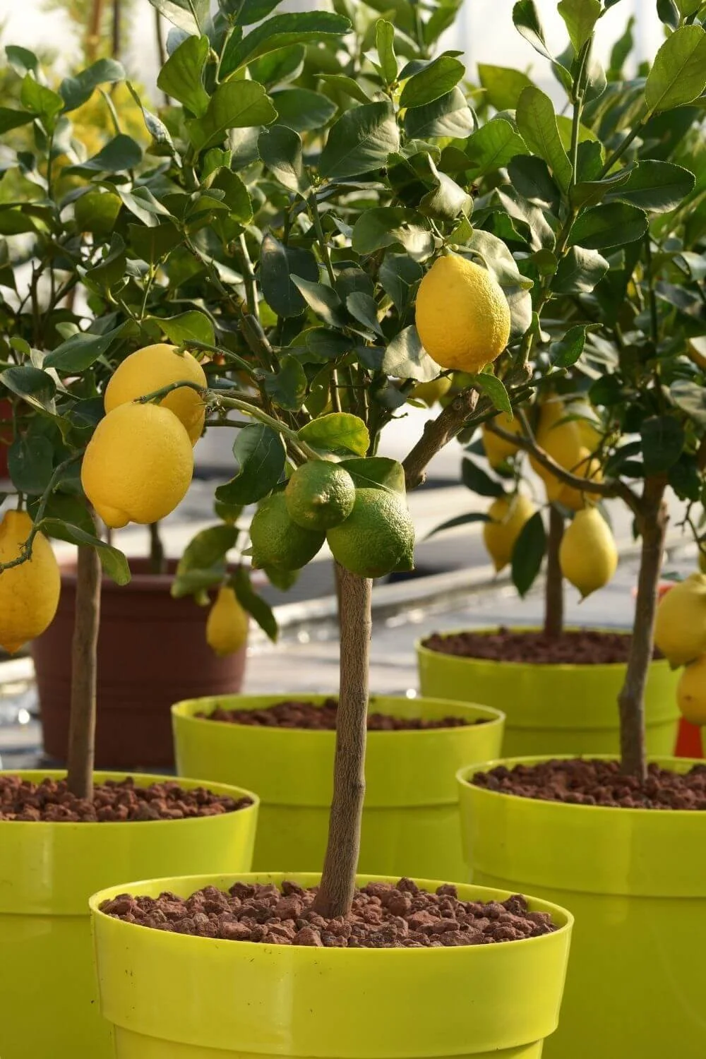 Why Are My Lemon Tree Leaves Curling? Solutions to Keep Your Lemon Tree Healthy