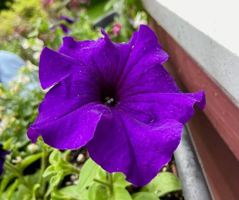 How I Learned the Secret to Fuller Petunias: Pinching Back!
