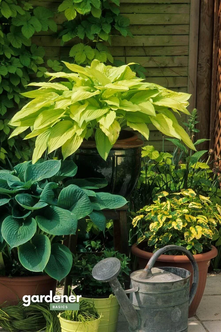 Hostas Landscaping: The Easiest Way to Create a Stunning Shade Garden
