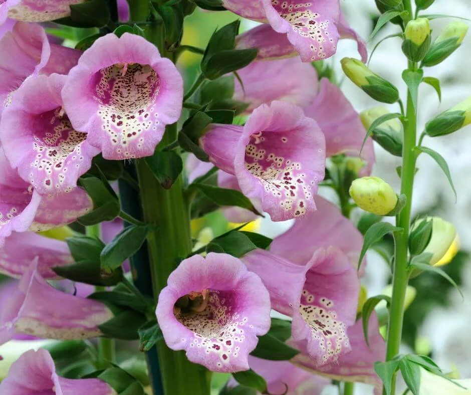 25 Stunning Pink Perennials to Enhance Your Garden