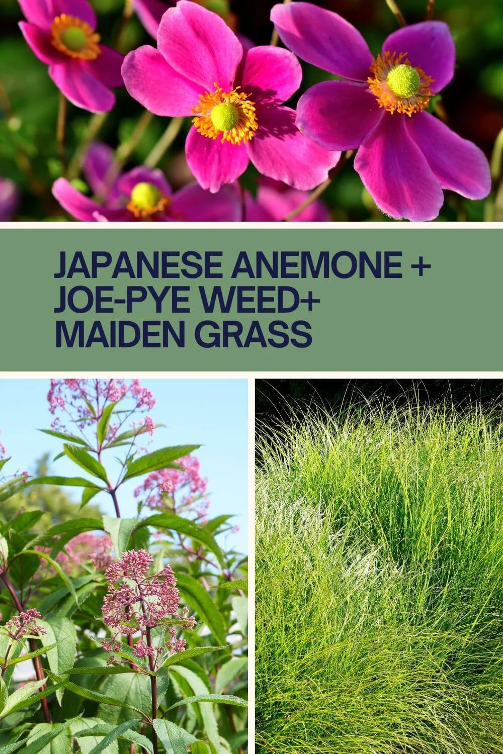 Plant This with That: Flower Pairings for a Gorgeous Garden