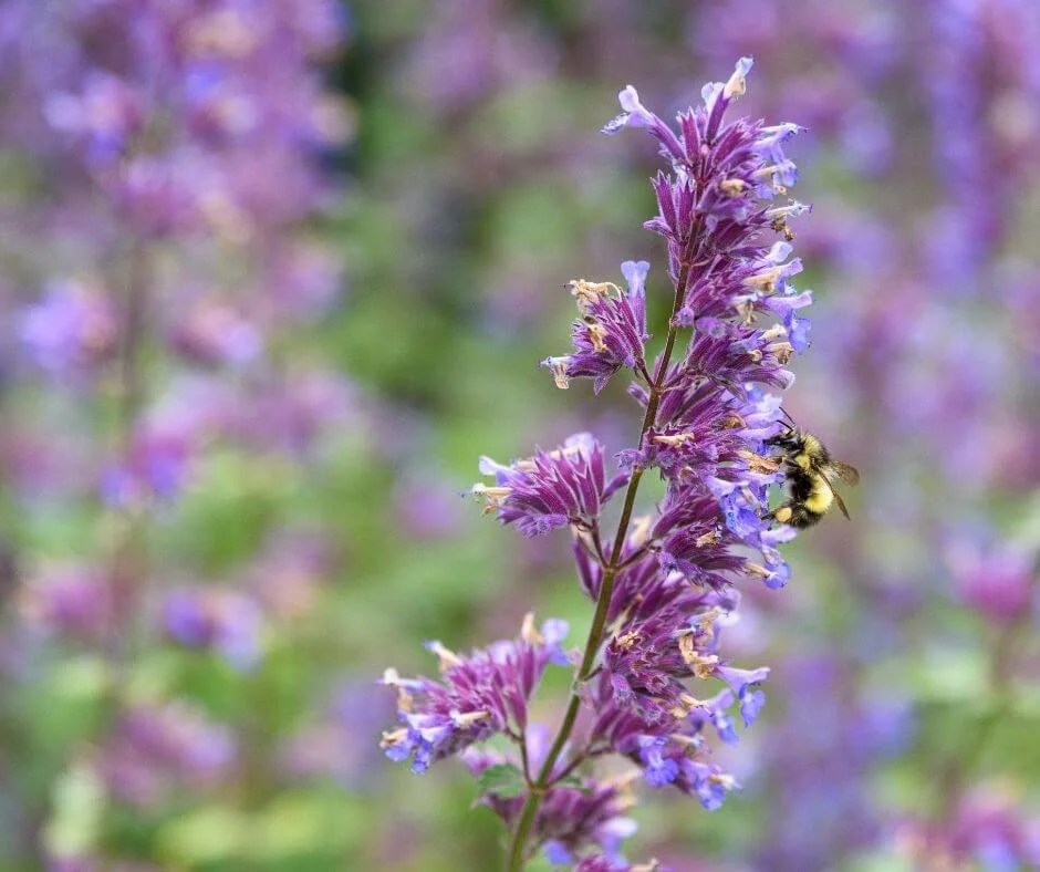 The Best and Worst Flowers for Attracting Pollinators