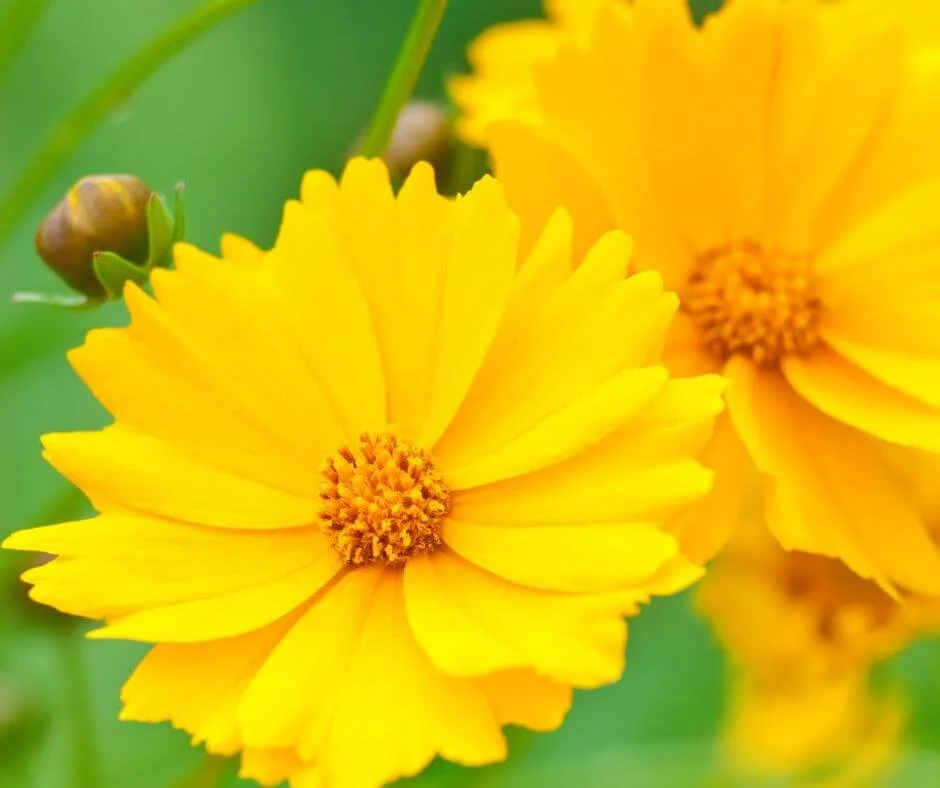 The Best Yellow Perennial Flowers for a Cheerful Garden