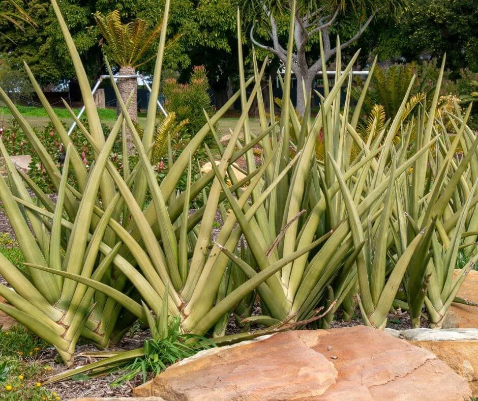 23 Different Snake Plant (Sansevieria) Varieties