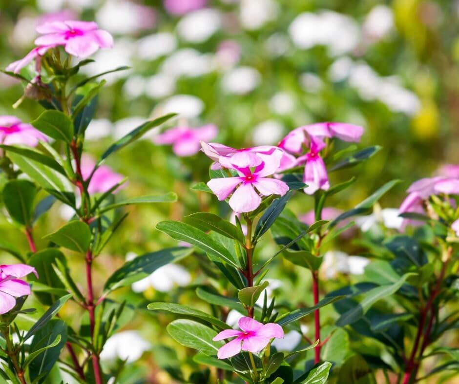 The Ultimate Guide to Caring for Your Vinca
