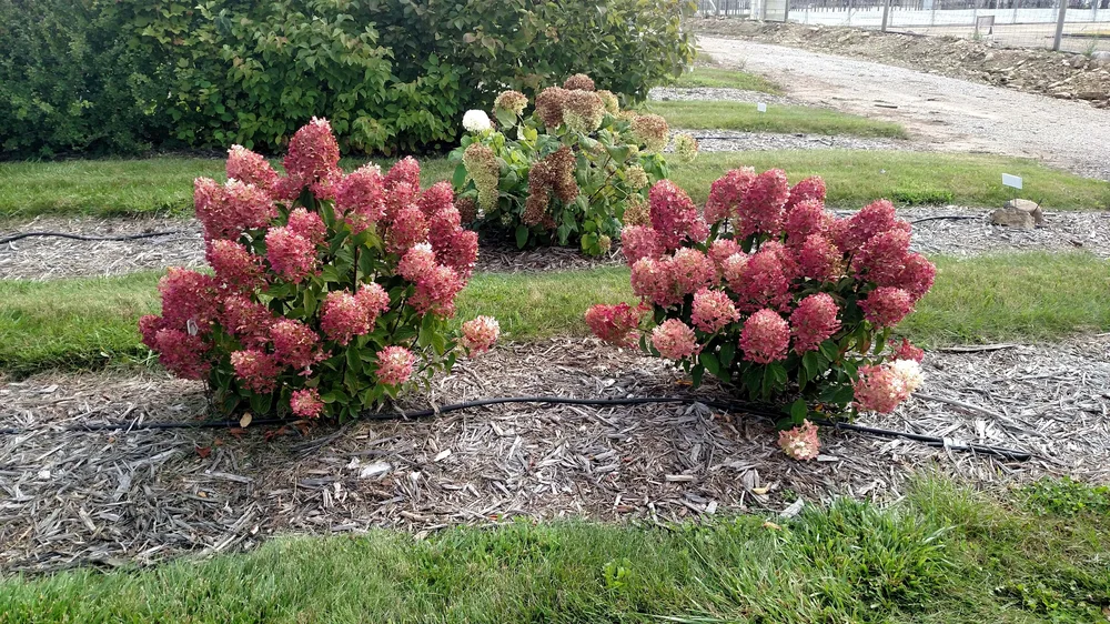 The Ultimate Guide to Growing Panicle Hydrangeas