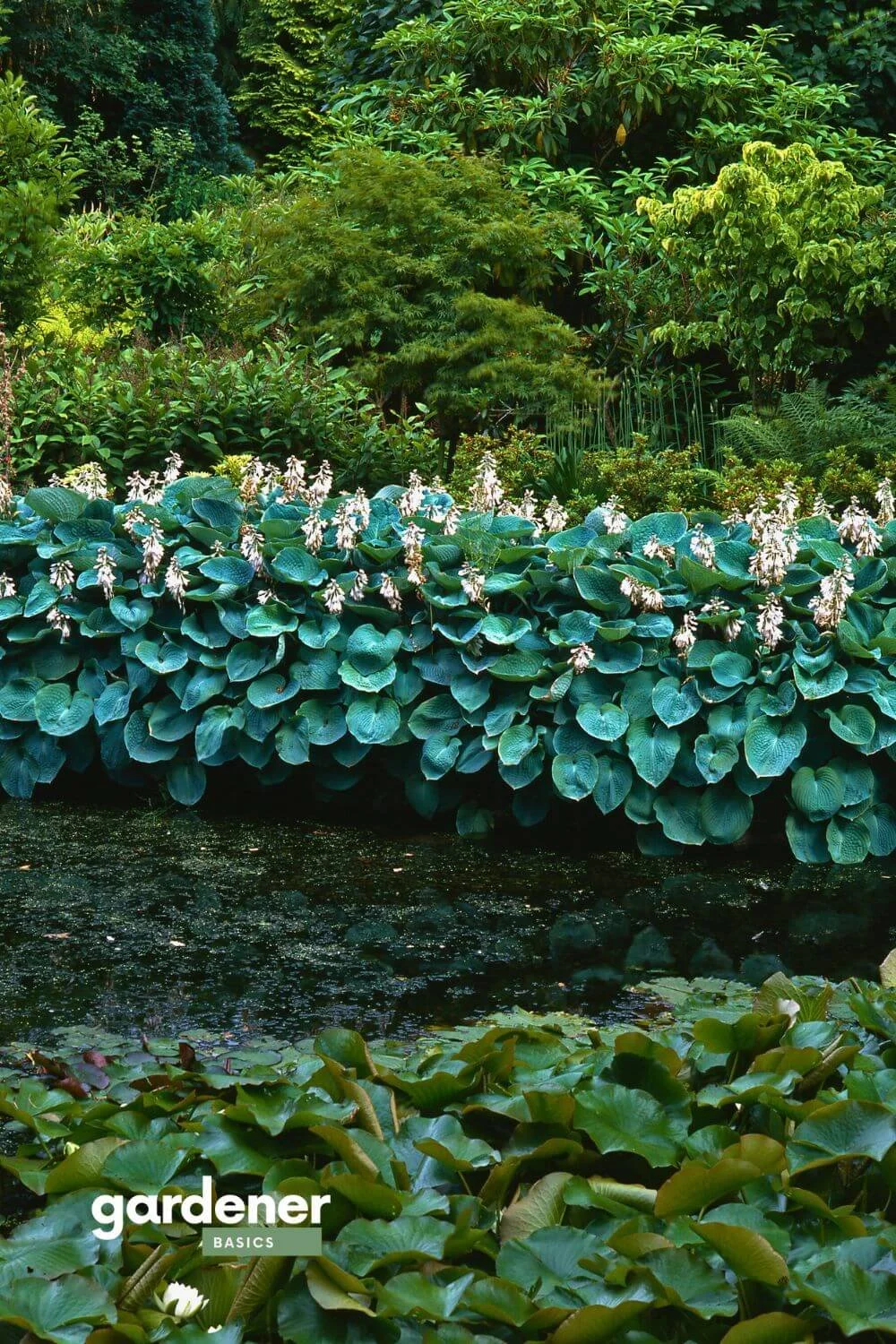 Hostas Landscaping: The Easiest Way to Create a Stunning Shade Garden