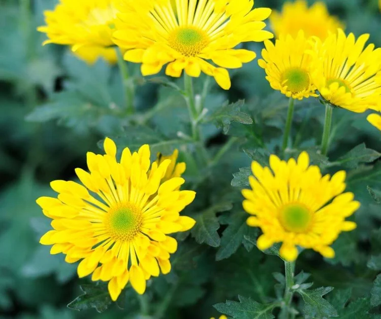 The Best Yellow Perennial Flowers for a Cheerful Garden