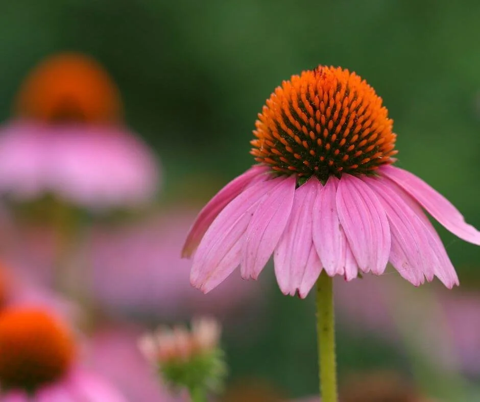 25 Stunning Pink Perennials to Enhance Your Garden