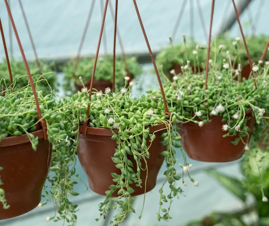 Hanging Succulents: The New Trend in House Plants