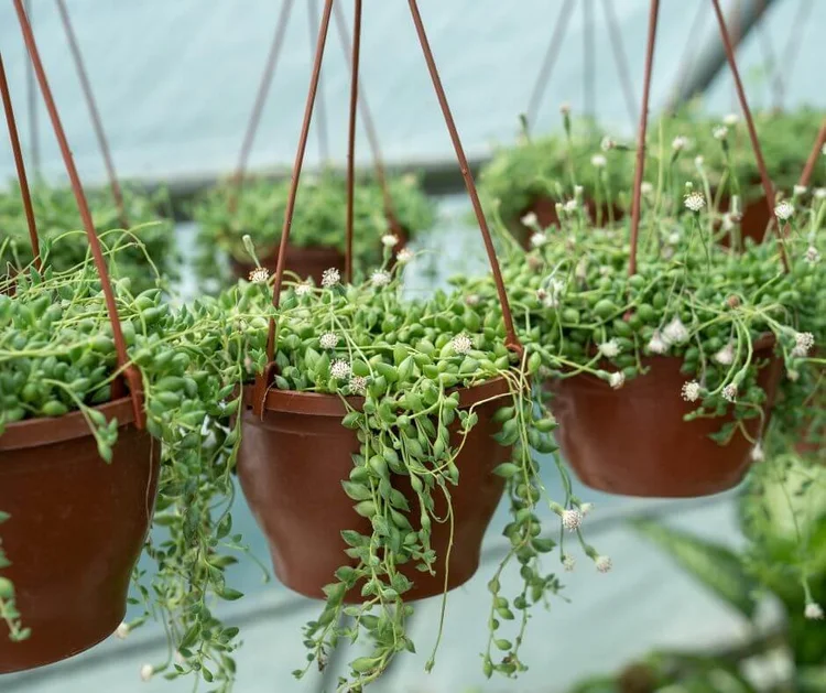 Hanging Succulents: The New Trend in House Plants