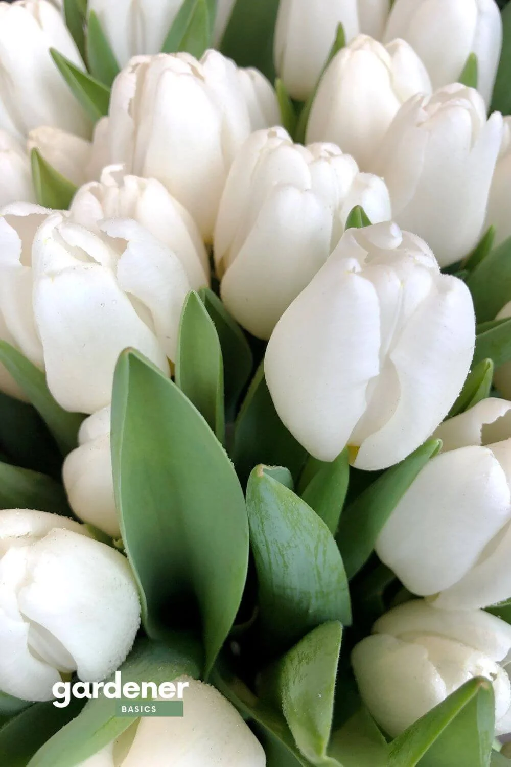 How to Grow a Moon Garden: Flowers That Glow and Smell Amazing at Night
