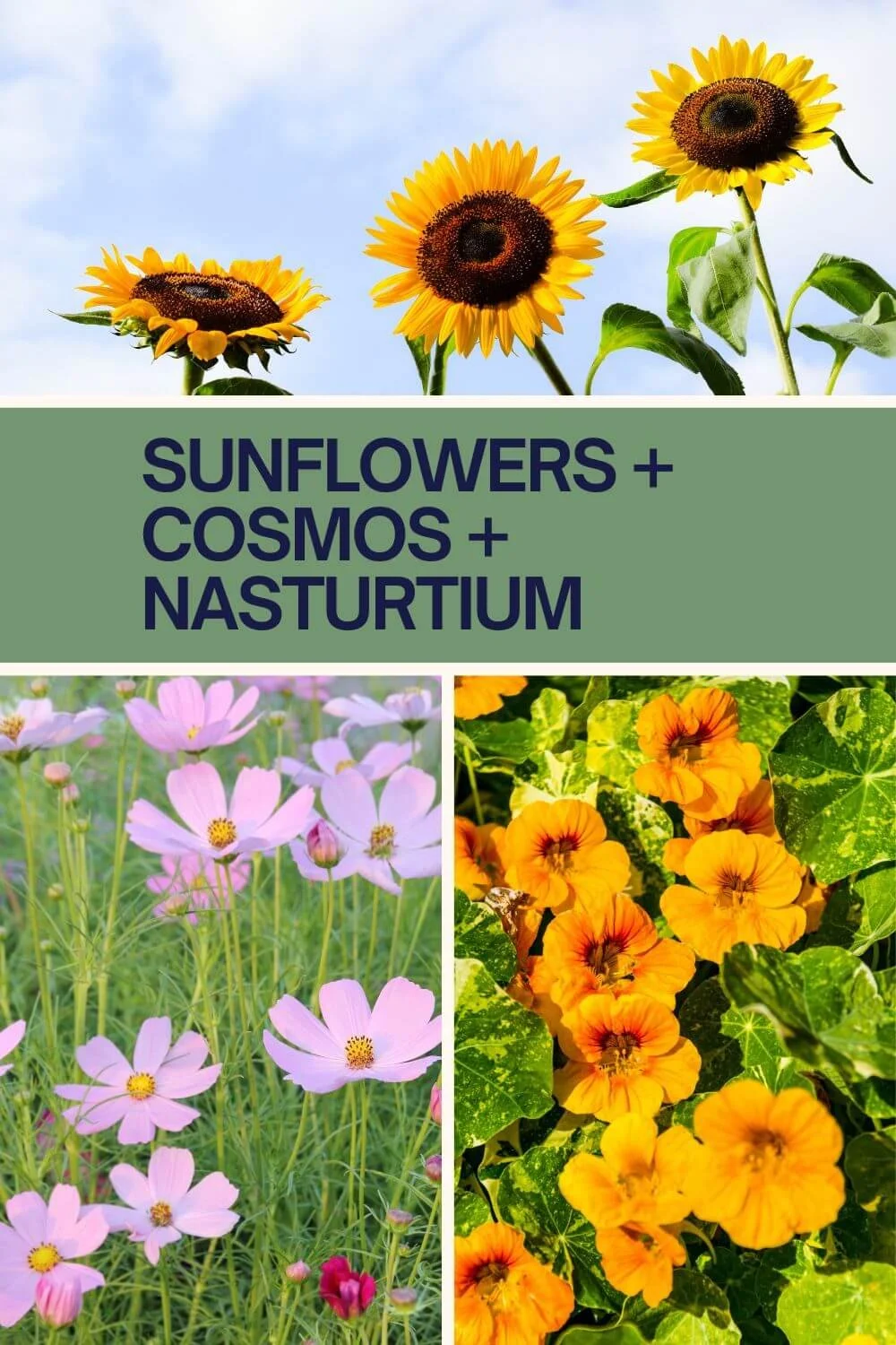 Plant This with That: Flower Pairings for a Gorgeous Garden