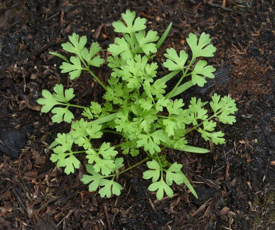 Herbs to Plant in Fall for a Flavorful Home Garden
